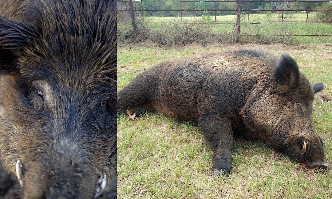 Wild Pigs Kill More People Than Sharks, Shocking New Research Reveals | AgWeb